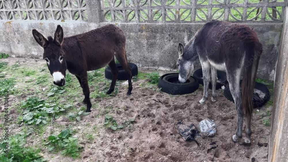 Couple of donkeys, standing outdoors near old used rubber tires. The ...