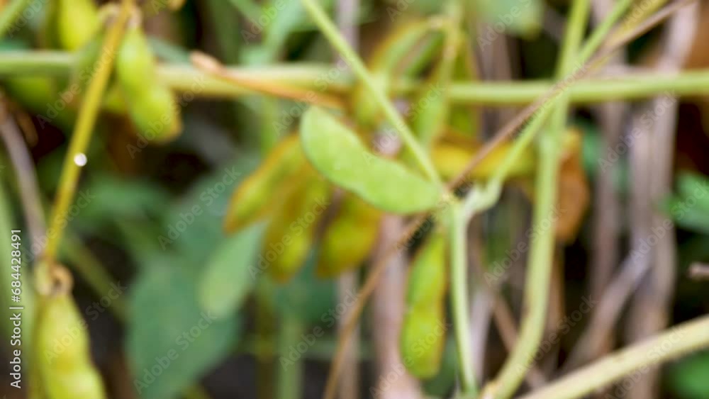 Fuzzy green beans vegetable grown in a home garden space. Stock Video ...