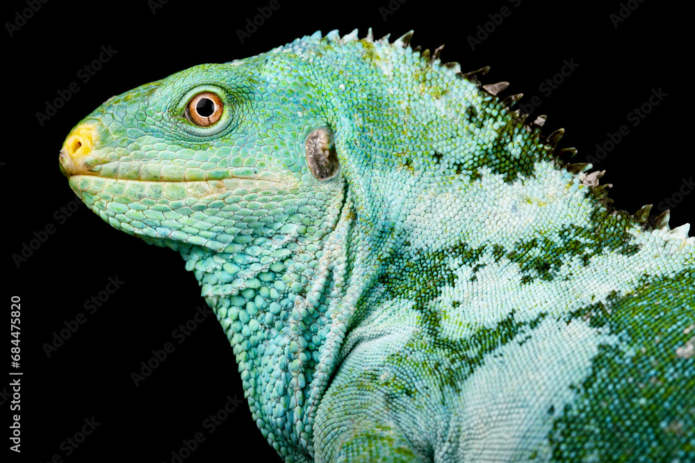 Fijian crested iguana (Brachylophus vitiensis) Monuriki island Stock ...