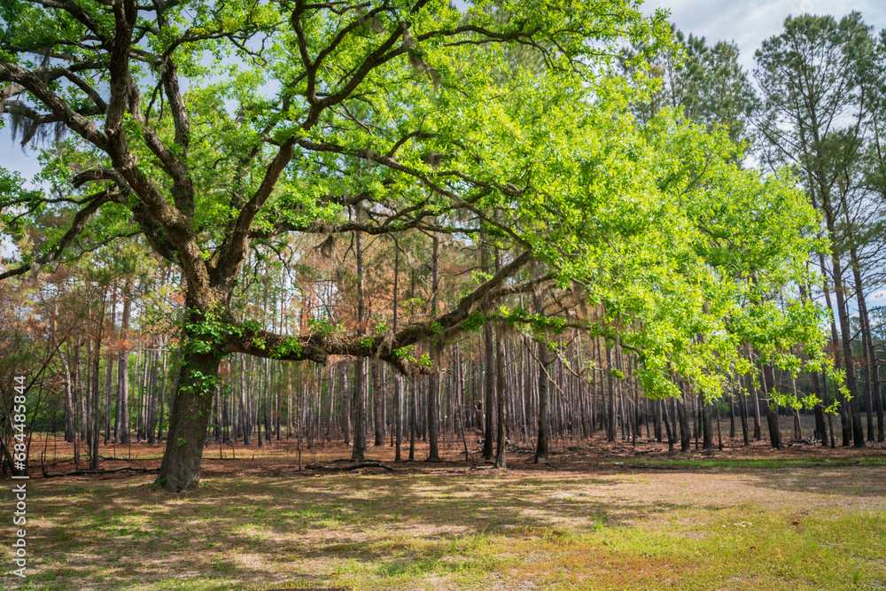 The Forest Woodlands at Moores Creek National Battlefield, NPS Site ...
