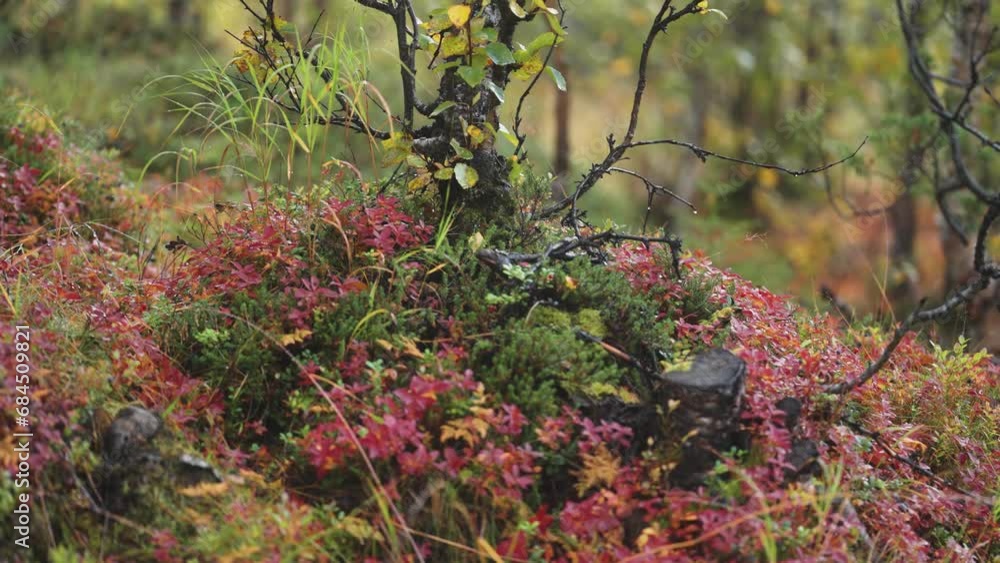 Vidéo Stock Brightly-colored leaves of the blueberry and cranberry ...