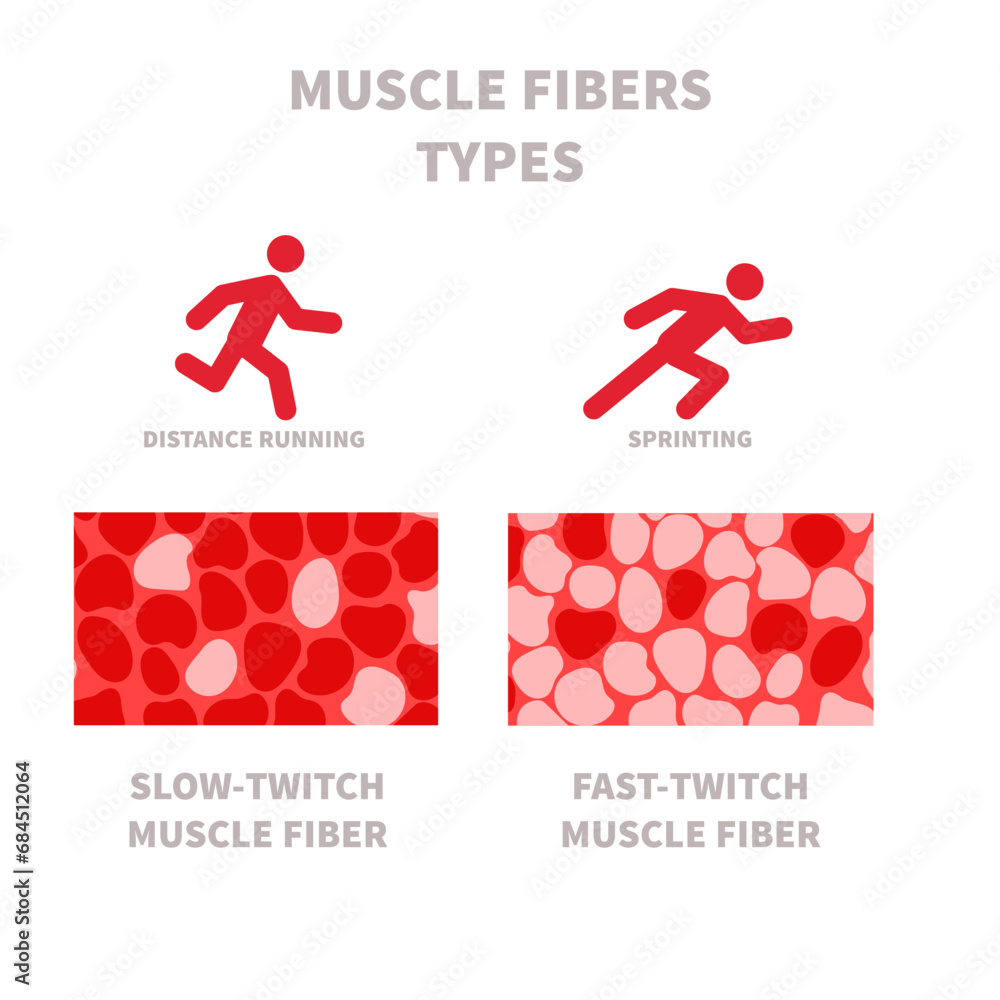 Skeletal muscle fiber types with slow twitch and fast twitch ...