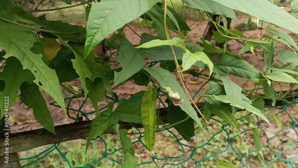 winged bean (Psophocarpus tetragonolobus) plant , flowers and fruits ...