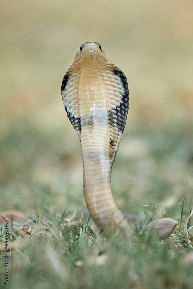he Monocled Cobra (Naja kaouthia), also called Monocellate Cobra and ...