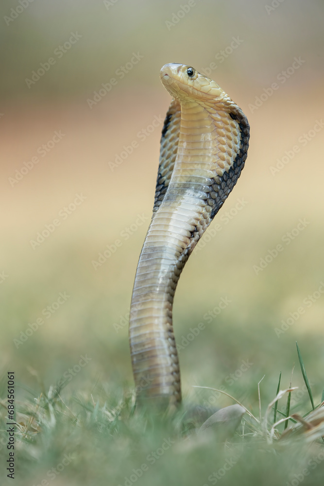 The Monocled Cobra (Naja kaouthia), also called Monocellate Cobra and ...