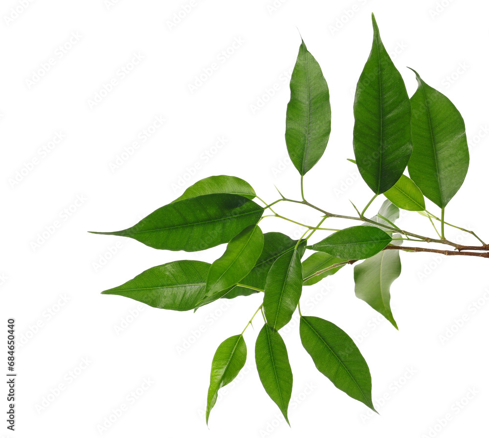 Ficus Benjamina green leaves, weeping fig twig isolated on white ...