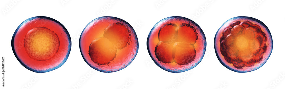 Early stages of embryonic development (embryogenesis) isolated on white ...