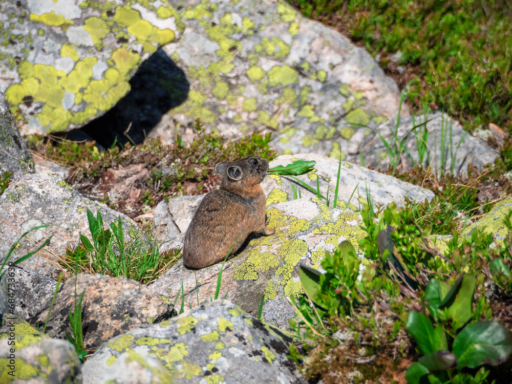 Close up of funny Pika Ochotona collaris sits and eat on rocky in Sayan mountain. A rodent with ...