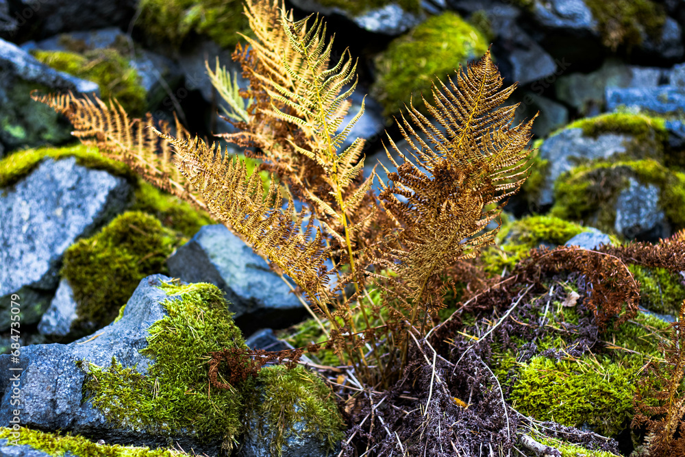 The fern grew among the stones. The extraordinary color of the fern ...