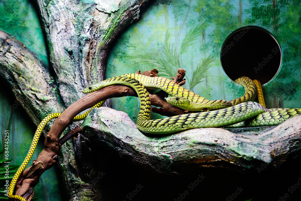 Western Green Mamba snake. (lat. Dendroaspis viridis) It's a venomous ...