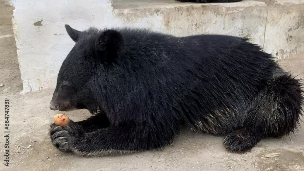 Beautiful Female Black Bear In DG Khan Zoo. Asiatic black bear or ...