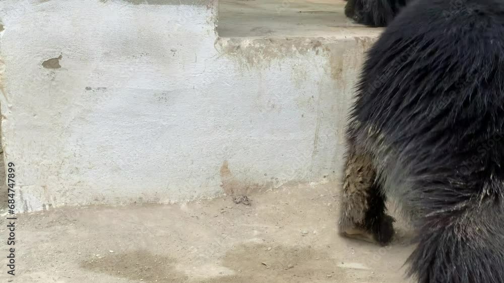 Beautiful Female Black Bear In DG Khan Zoo. Asiatic black bear or ...