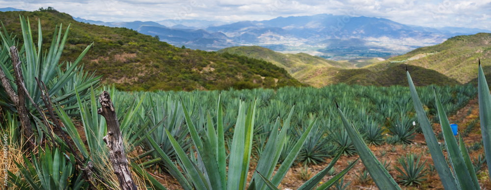 panoramic of Landscape Oaxaca Mexico Agave plantation for mezcal ...
