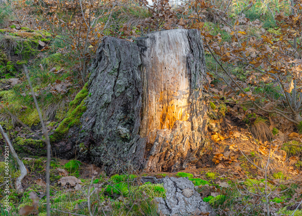 Old tree stump with termites in the forest. nature background Stock ...
