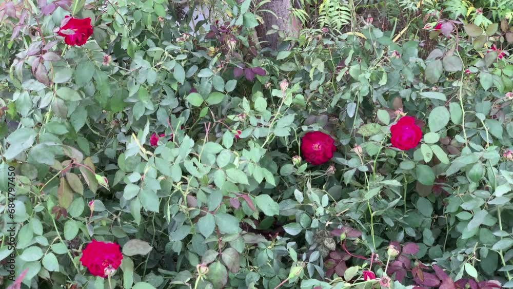 Beautiful Red Roses.Rose Fields and Plantations. Beautiful Red Roses ...