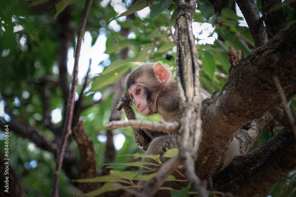 Baby Japanese macaque monkey sitting in a tree amongst the leaves and ...