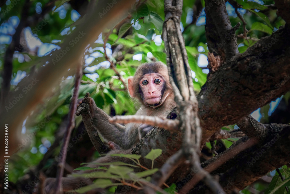 Baby Japanese macaque monkey sitting in a tree amongst the leaves and ...