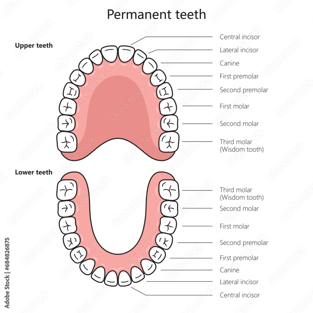 Permanent adult teeth structure diagram hand drawn schematic vector ...