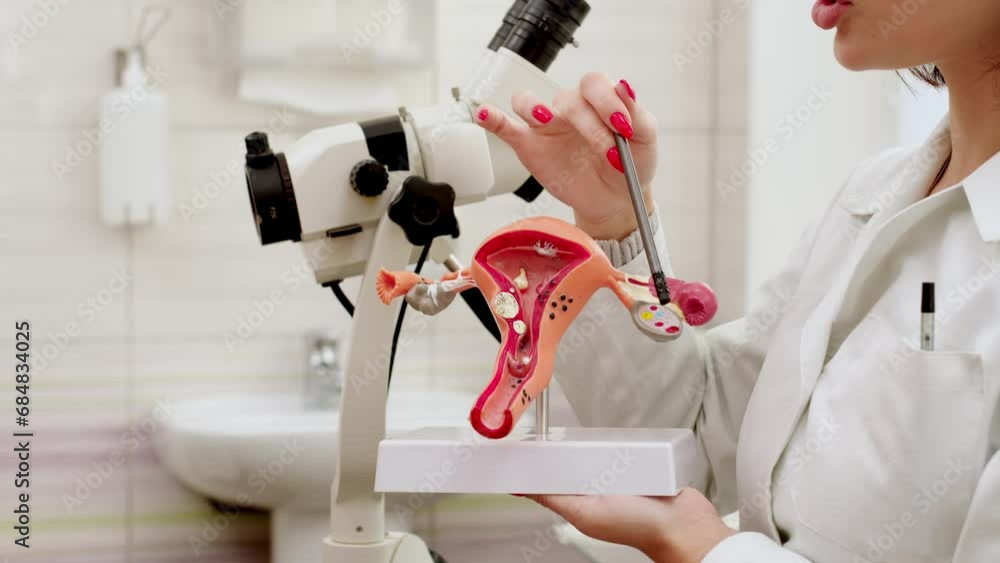 Gynecologist doctor shows pen on plastic model of uterus and ovaries to ...