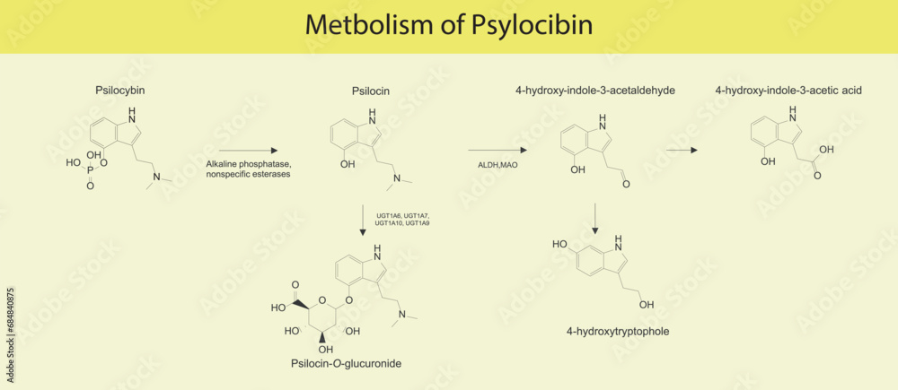 Diagram showing metabolism of Psilocybin metbolic pathways via alkaline ...