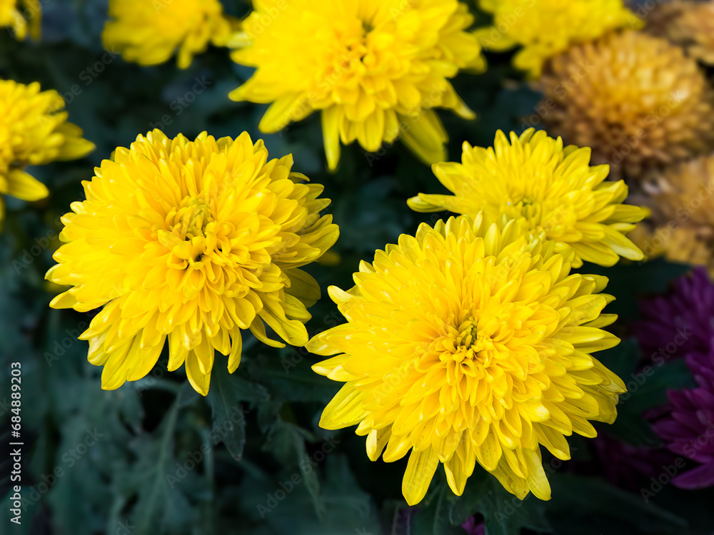 Chrysanthemum grandiflorum - The Magnificent Grandiflora Chrysanthemum ...