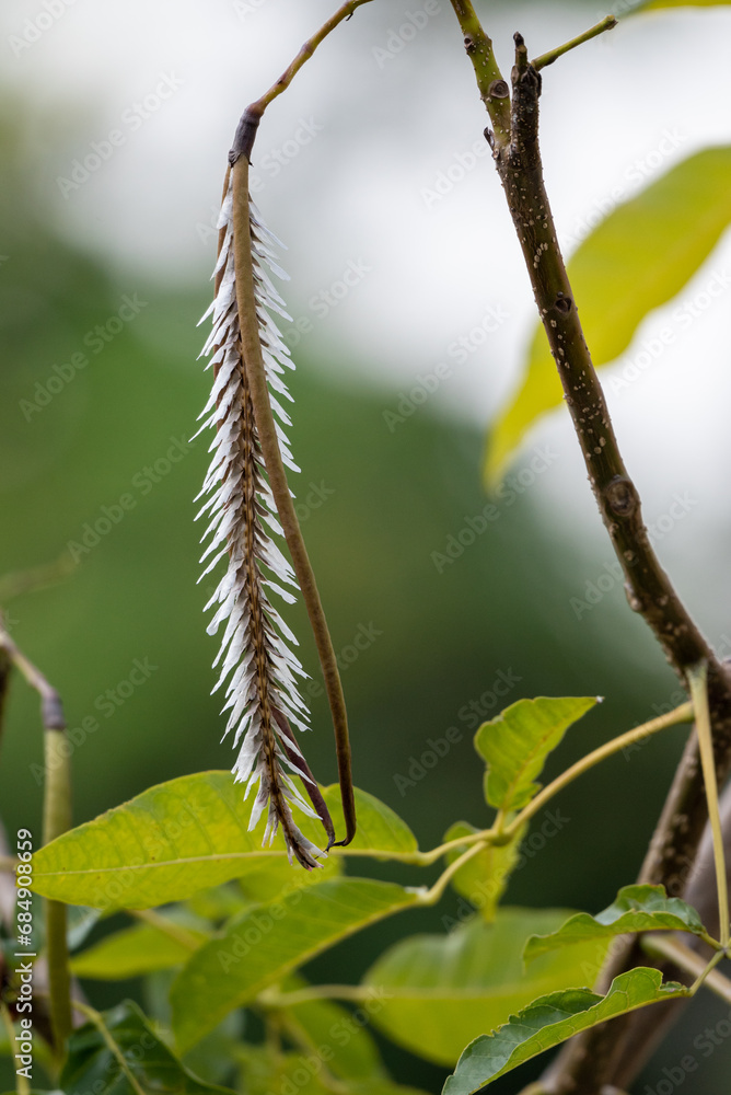 Fruit of Handroanthus chrysotrichus, synonym Tabebuia chrysotricha ...