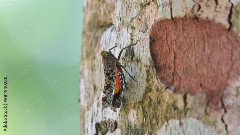 Resting on the bark of a tree during a bright day in the forest ...