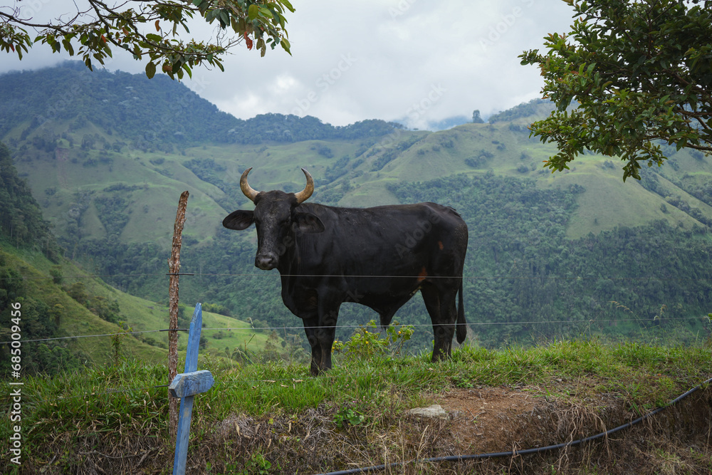 Black Cow overlooking valley in Colombia's Coffee Region - Domestic ...