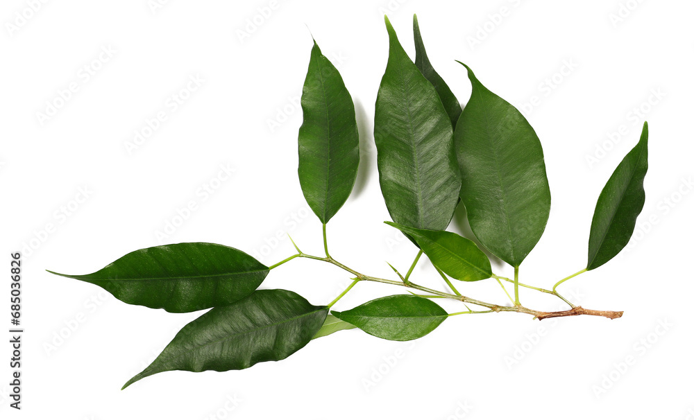 Photo & Art Print Ficus Benjamina green leaves, weeping fig twig ...