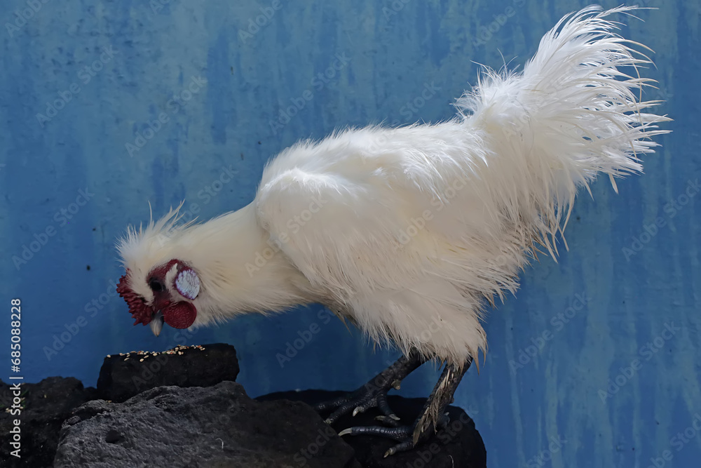 The dashing and dignified appearance of a male silkie bantam chicken ...