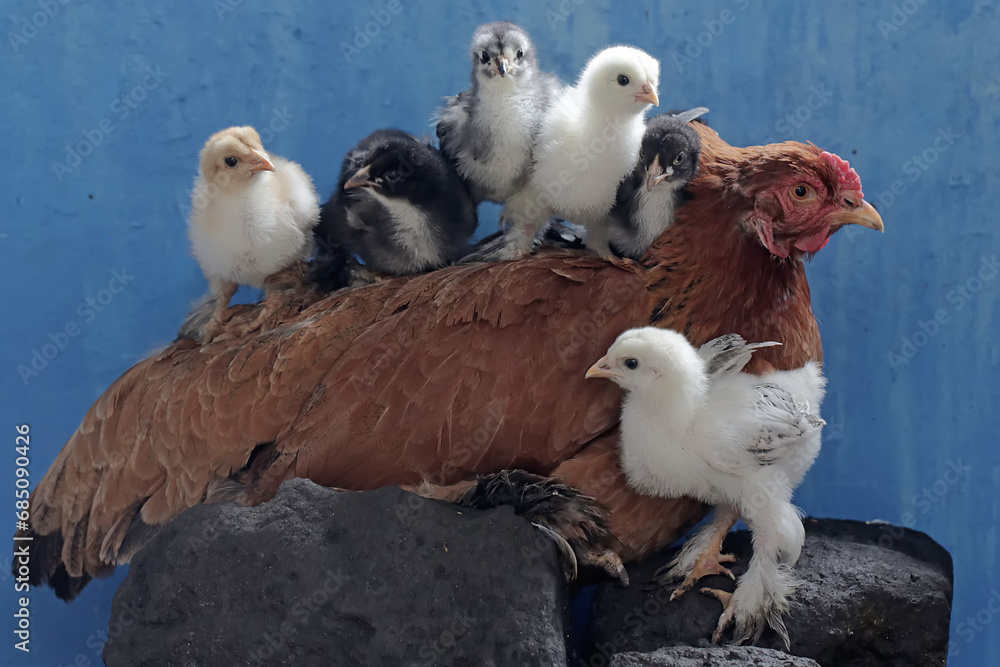 An adult female Brahma chicken was resting on a rock while looking ...