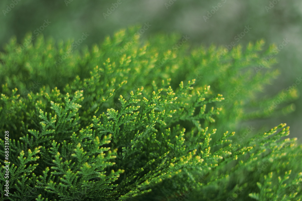 Spring nature. Young twigs of Thuja closeup. Green leaves, branches of ...