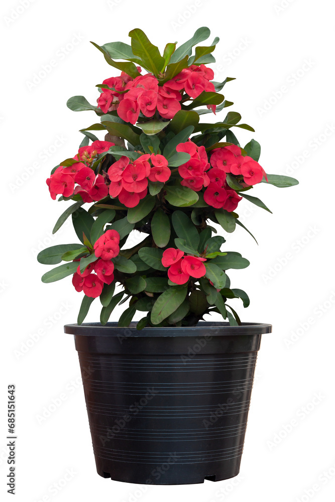 Red Euphorbia milli or Crown of Thorns flower bloom in black plastic ...