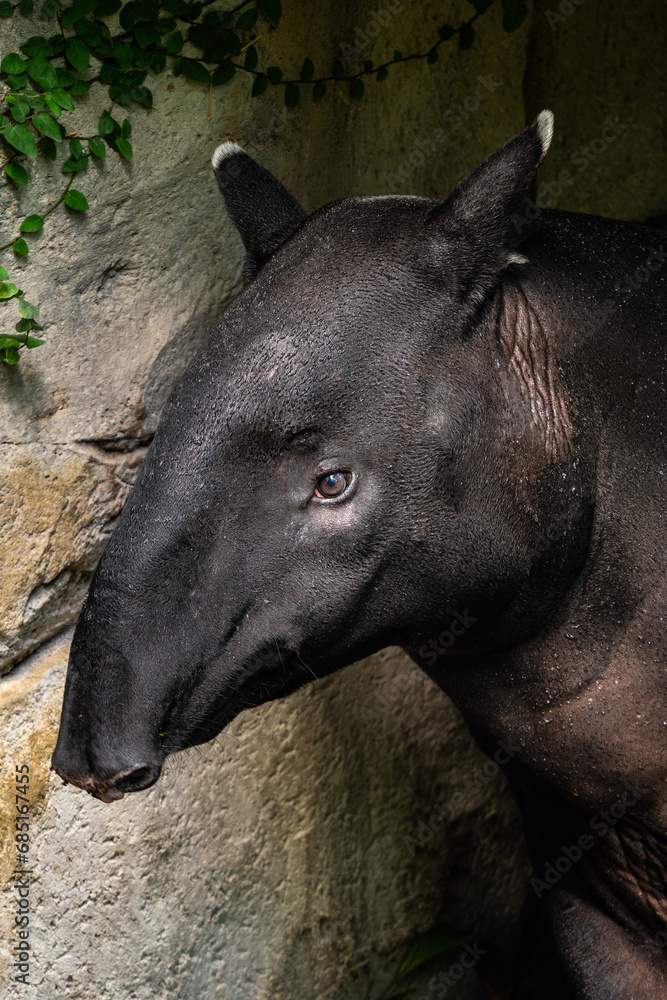 Malayan Tapir - Tapirus indicus, portrait of beautiful endangered shy ...