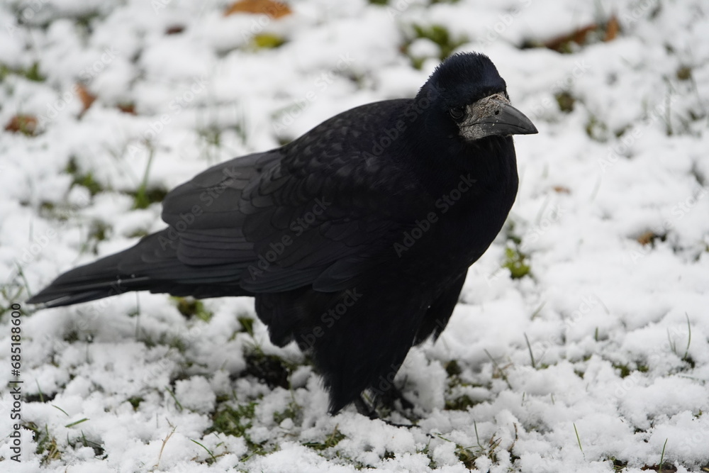 Rook (Corvus frugilegus) Corvidae family, in the snow. You can clearly ...