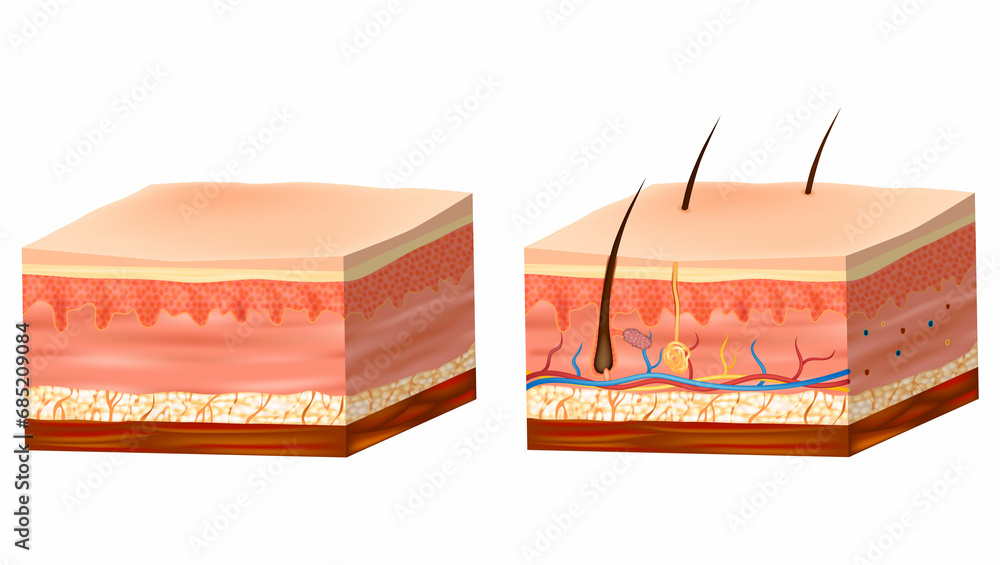 Skin Anatomy detailed vector illustration. Structure of the human skin ...