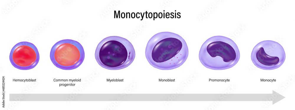 Stages of Monocytopoiesis vector. Monocyte maturation. Hemocytoblast, myeloid progenitor ...