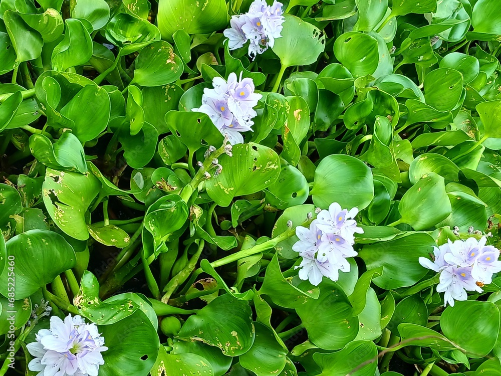 Water hyacinth flowers or Eichhornia crassipes flowers are a type of ...