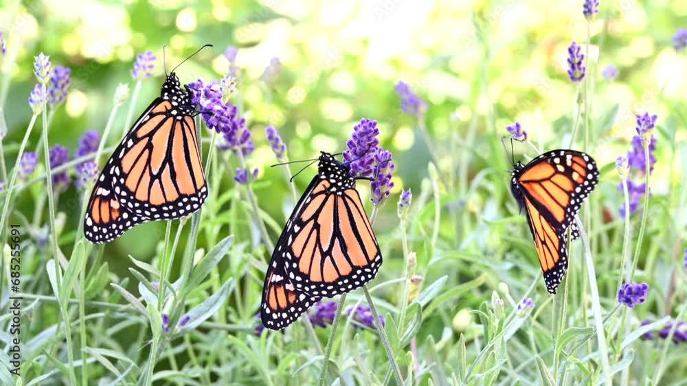 4K HD video of three Monarch Butterfly, recently emerged from their ...