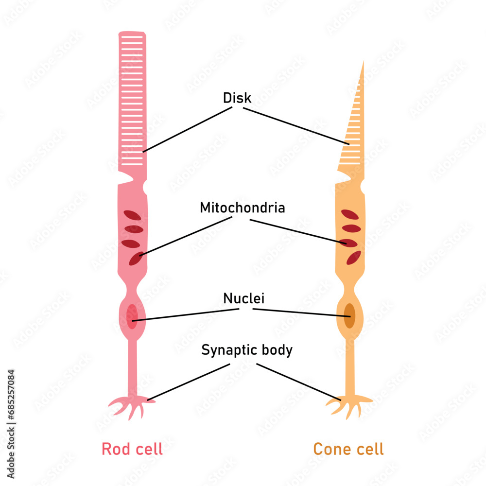 The cone and rod photoreceptors. Synaptic body, nuclei, mitochondria ...