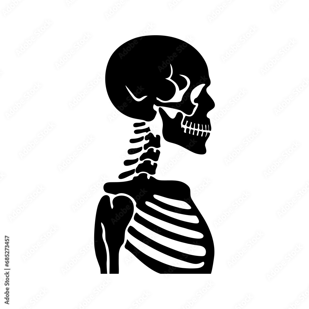 Skull human skeleton silhouette, Human skeleton head side view. Human ...