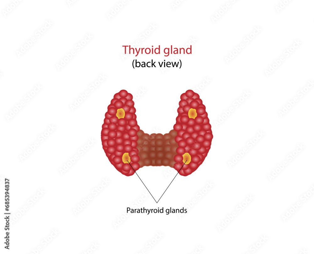 Thyroid and parathyroid gland. Anatomy anterior view of thyroid gland ...