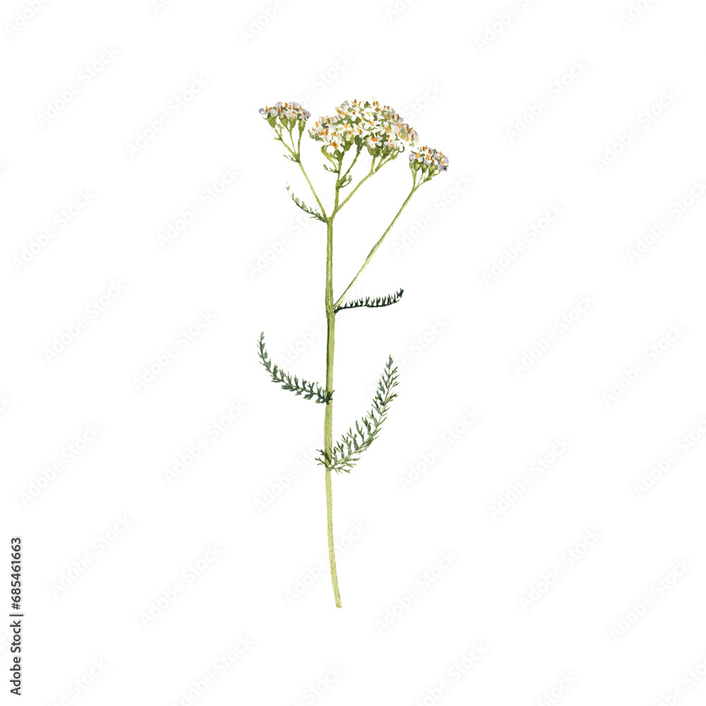 watercolor drawing plant of yarrow with green leaves and flowers ...