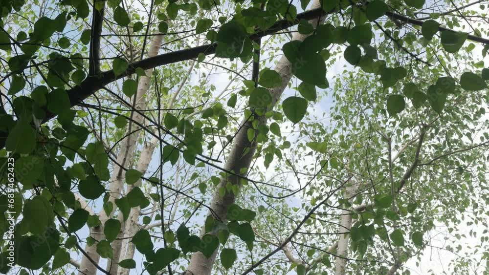 Looking up to bodhi pho tree Canopy branch lush green foliage of trees ...