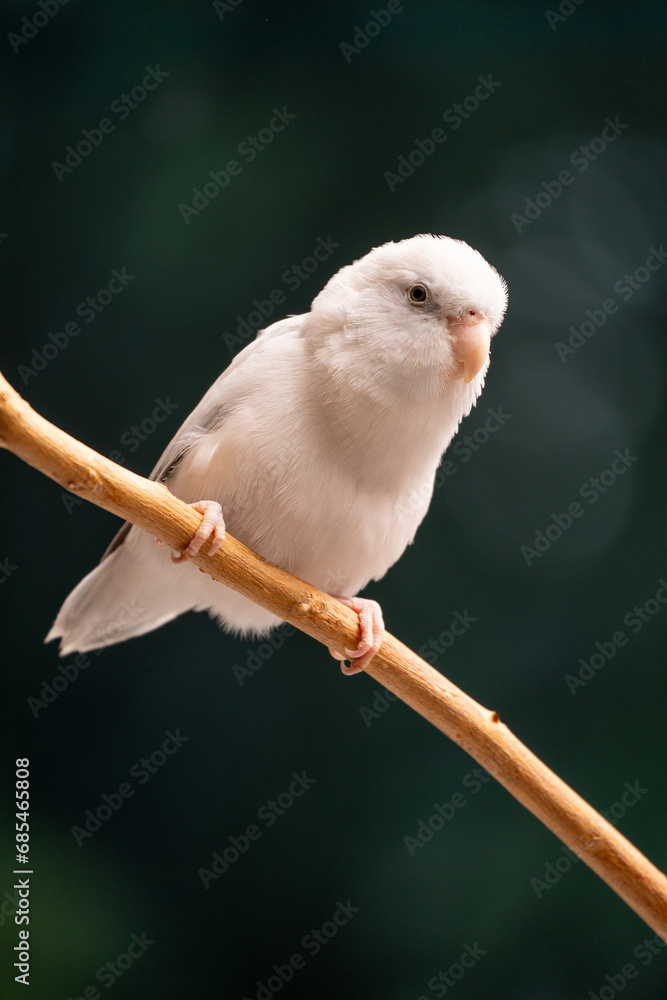 Tiny parrot parakeet white Forpus bird Pacific Parrotlet rest on branch ...