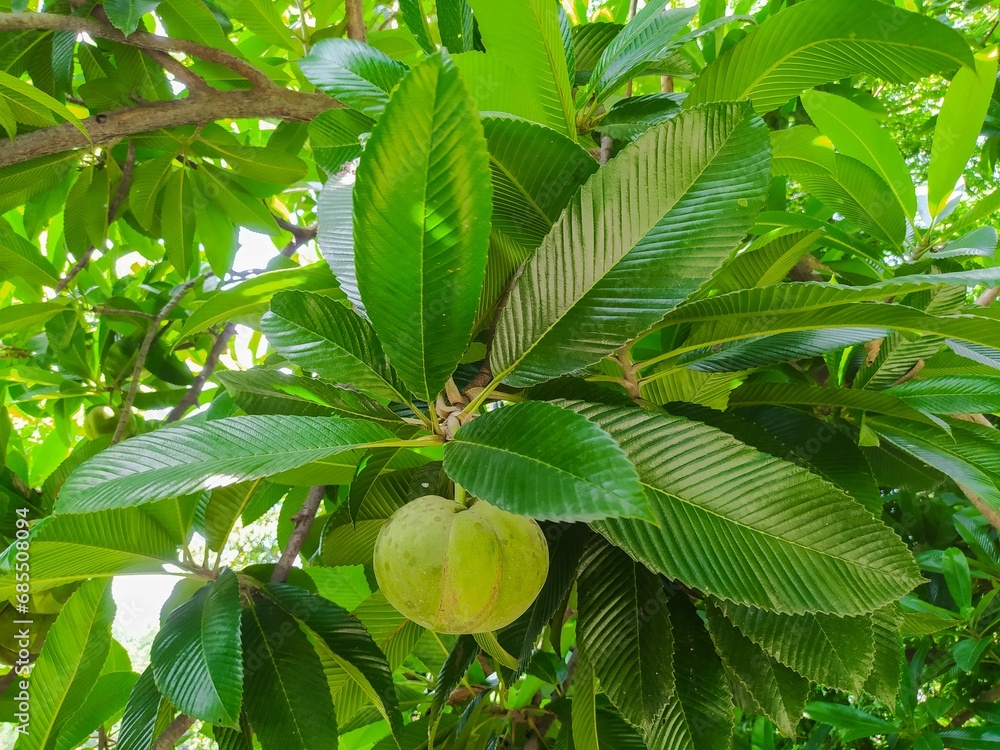 Beautiful Elephant apple on tree or Chalta of South East Asia (Dillenia ...