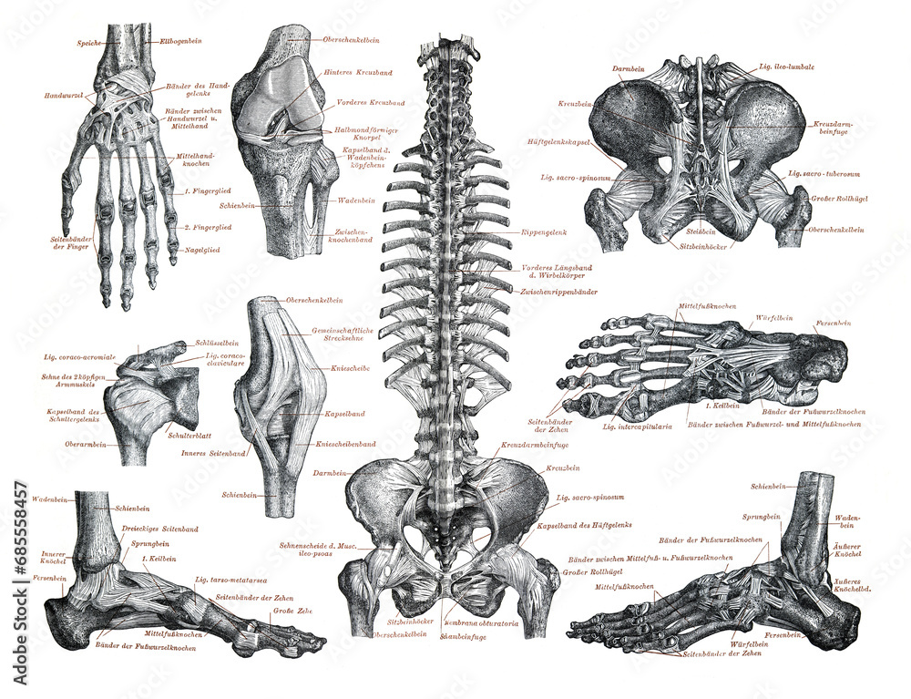 Human anatomy of the handd and feet and muscle. anatomy illustration of ...