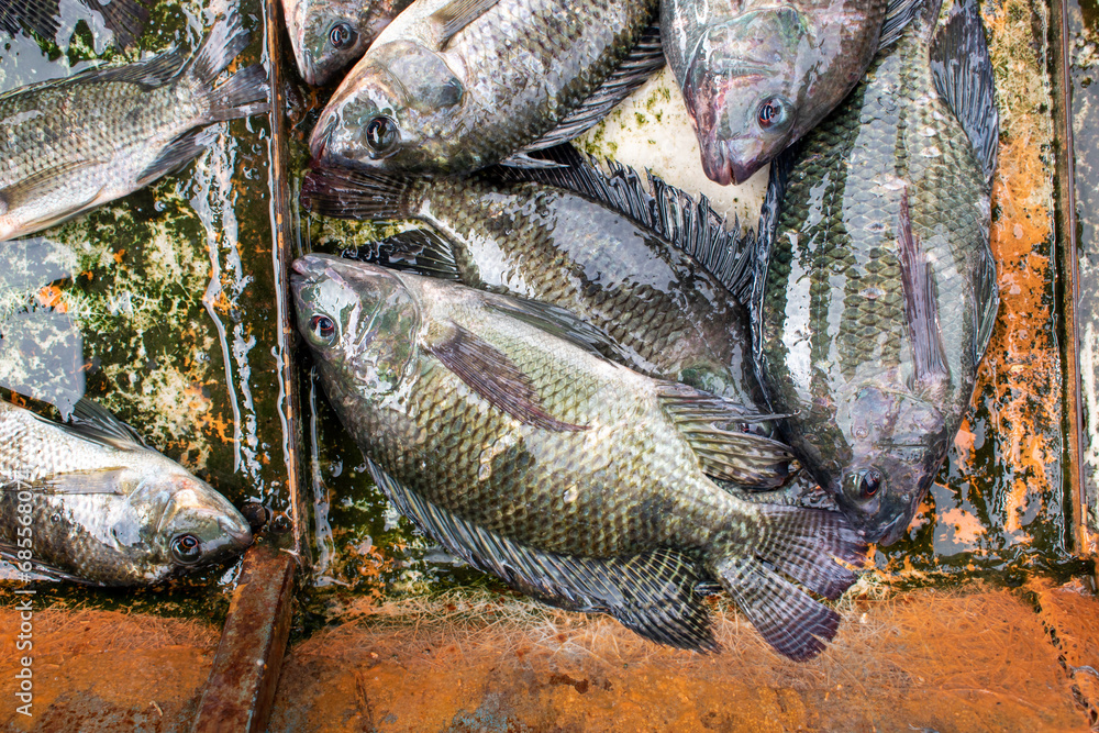 live tilapia fish in the market, close up of freshwater fish tilapia ...