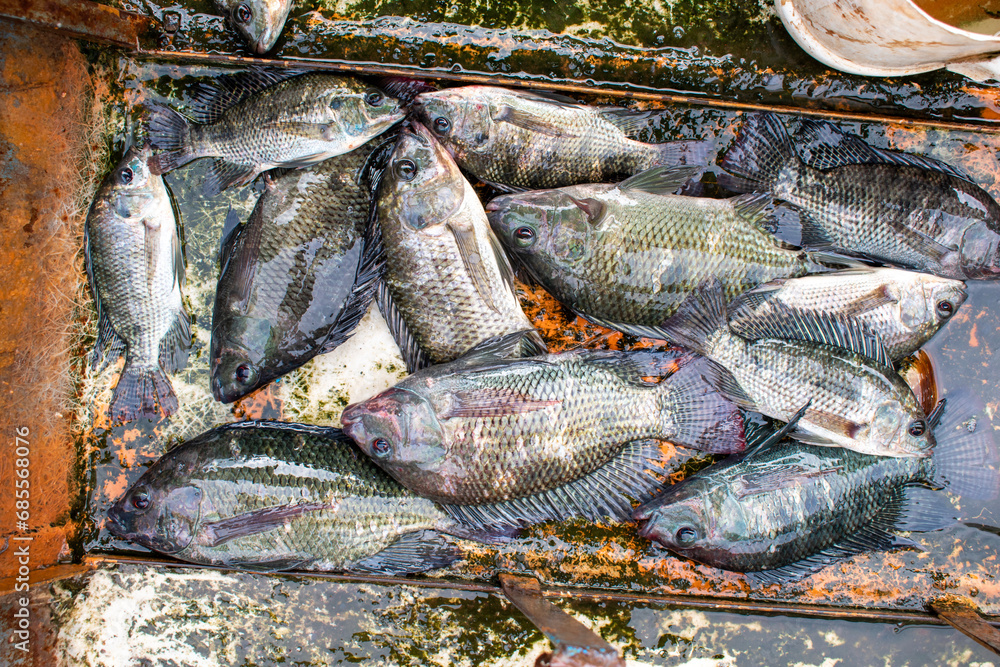 live tilapia fish in the market, close up of freshwater fish tilapia ...