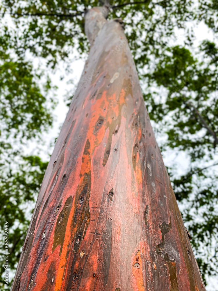 Rainbow eucalyptus tree from Indonesia. Colorful green and red rainbow ...